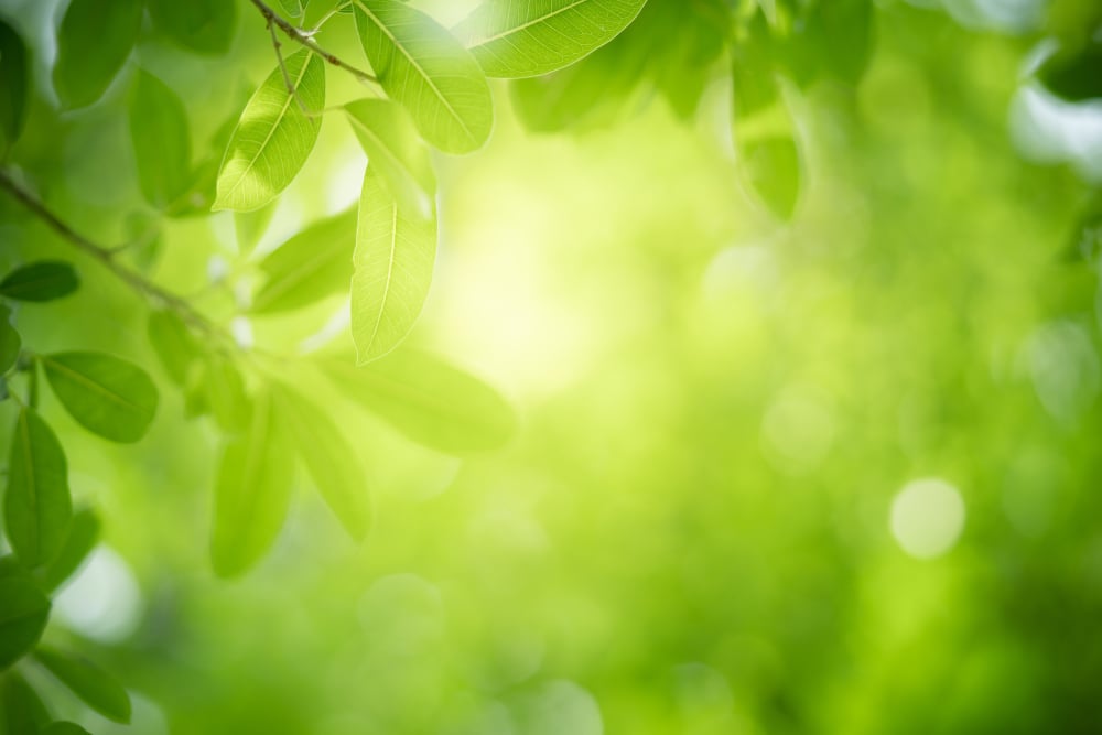 The Psychology Of Design The Color Green IMPACT the-psychology-of-design-the-color-green-impact